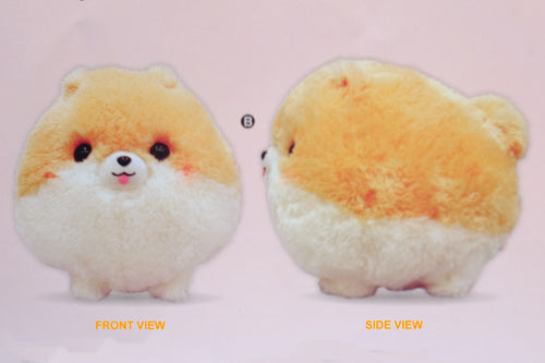 Pomeken the Pomeranian